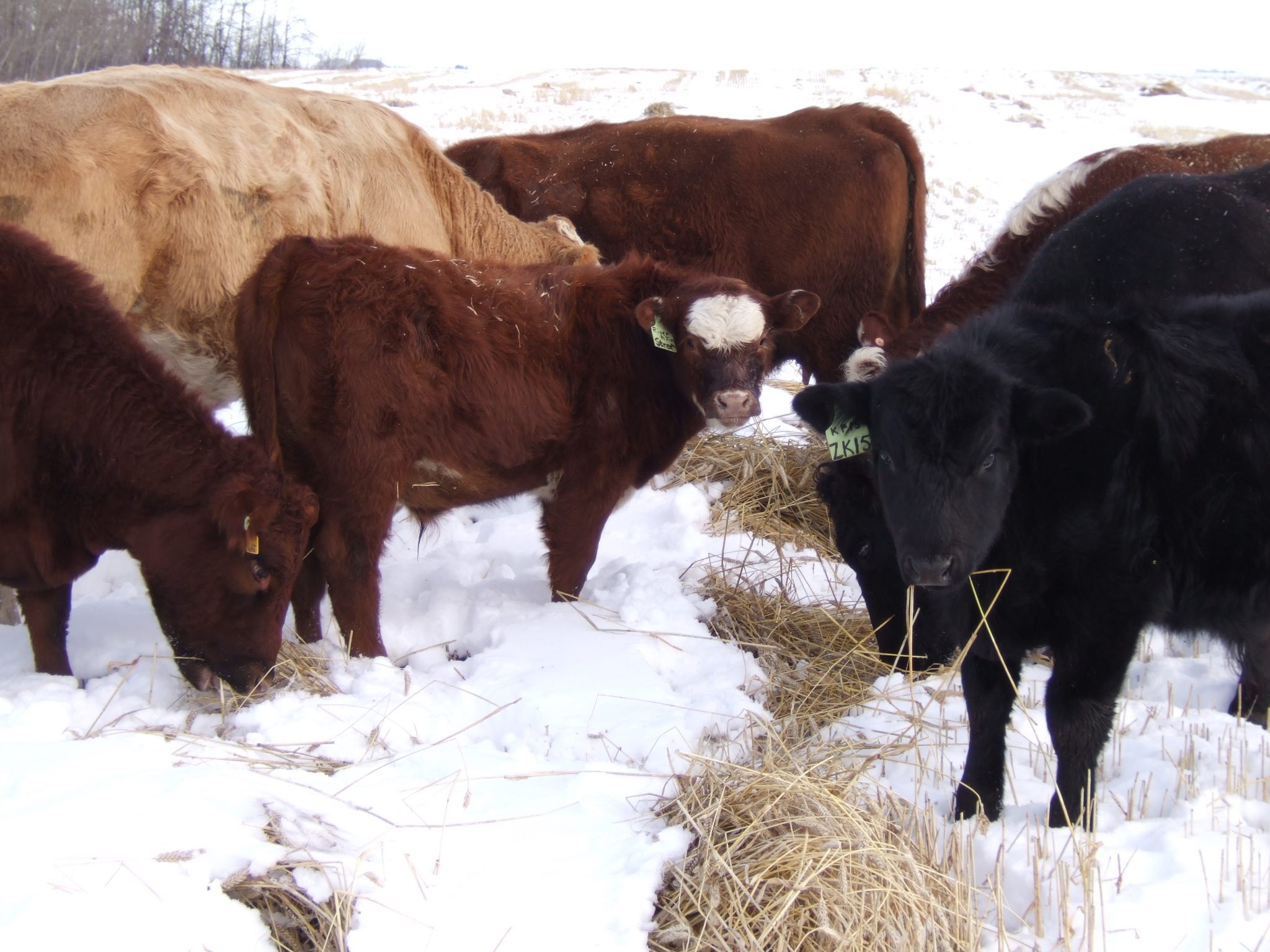 Wintering Calves with Their Mothers - Countryside